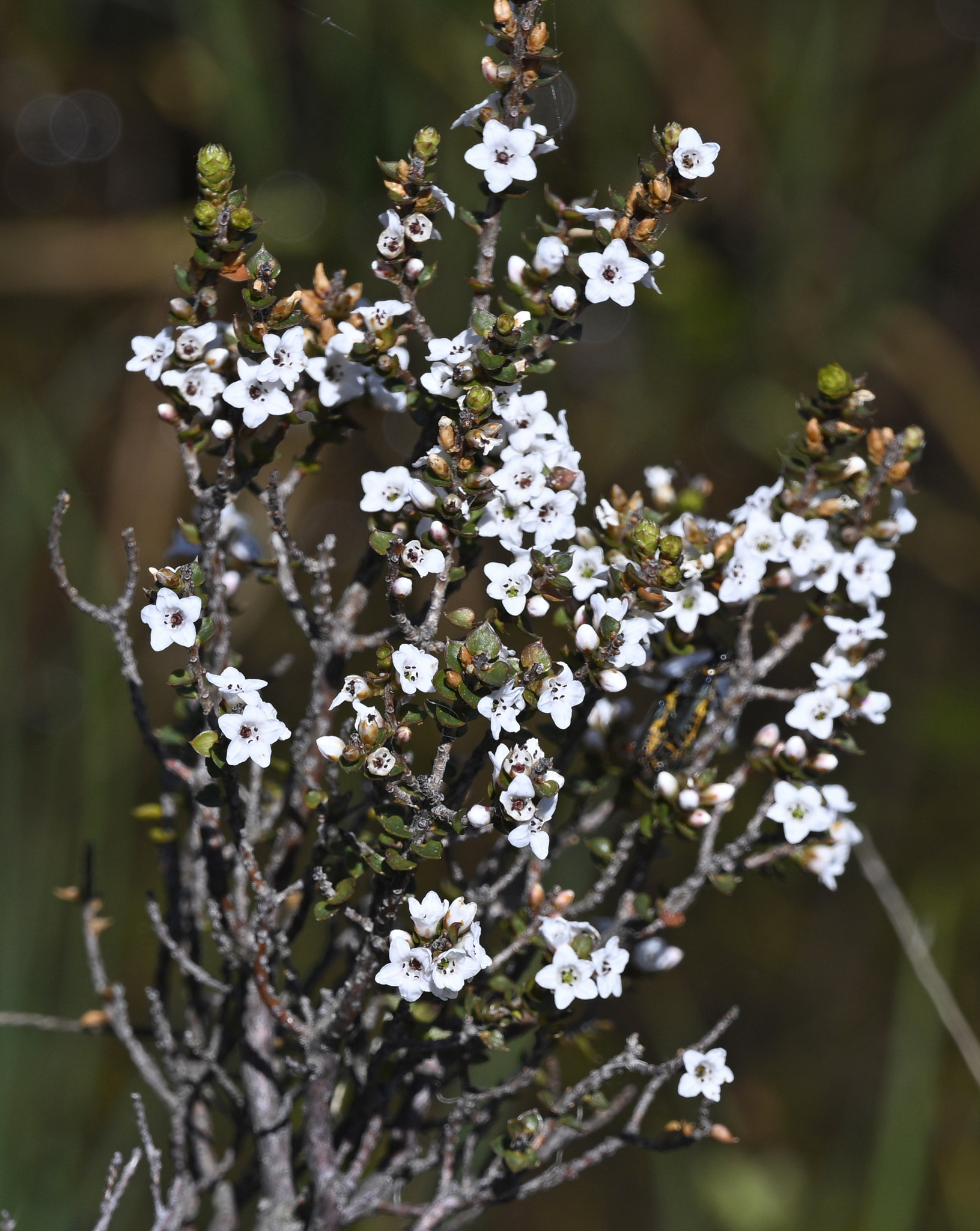 Epacris gunnii Hook.fil.