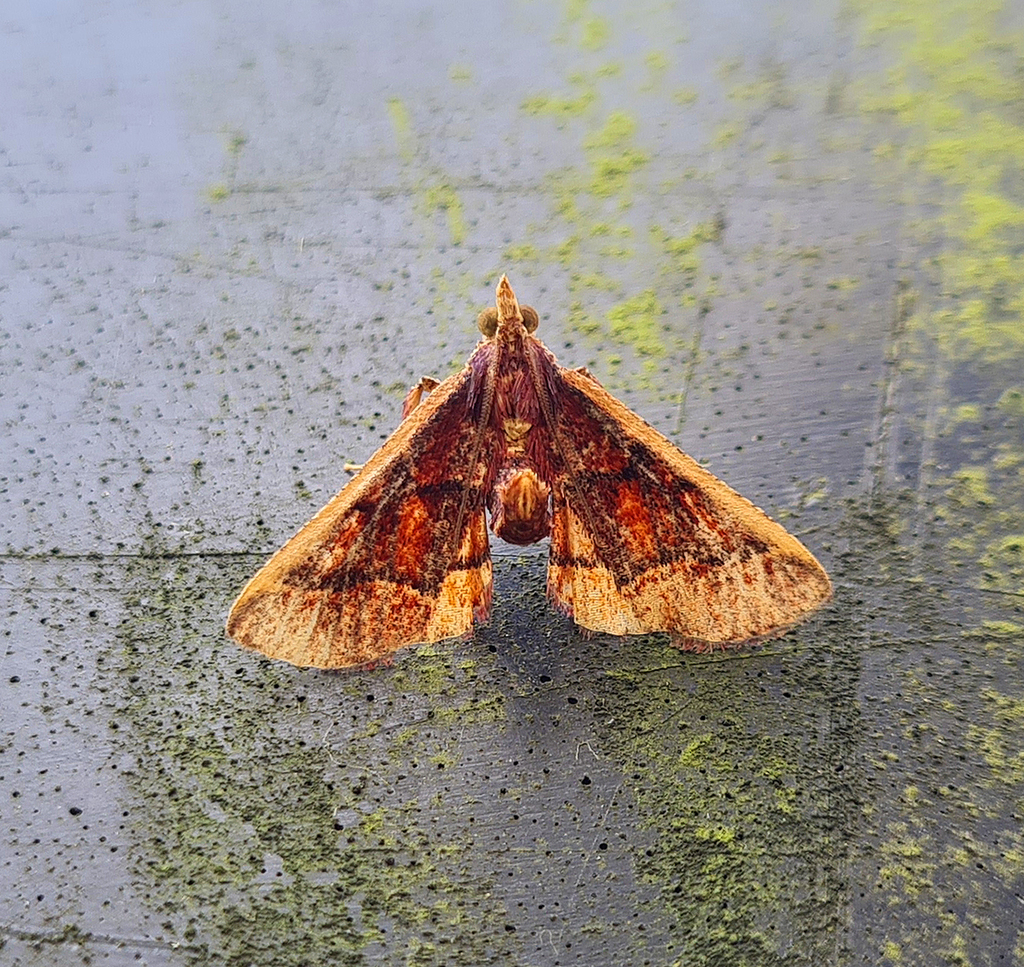 Zitha torridalis from Upper Sichey, Gangtok, Sikkim, India on August 29 ...