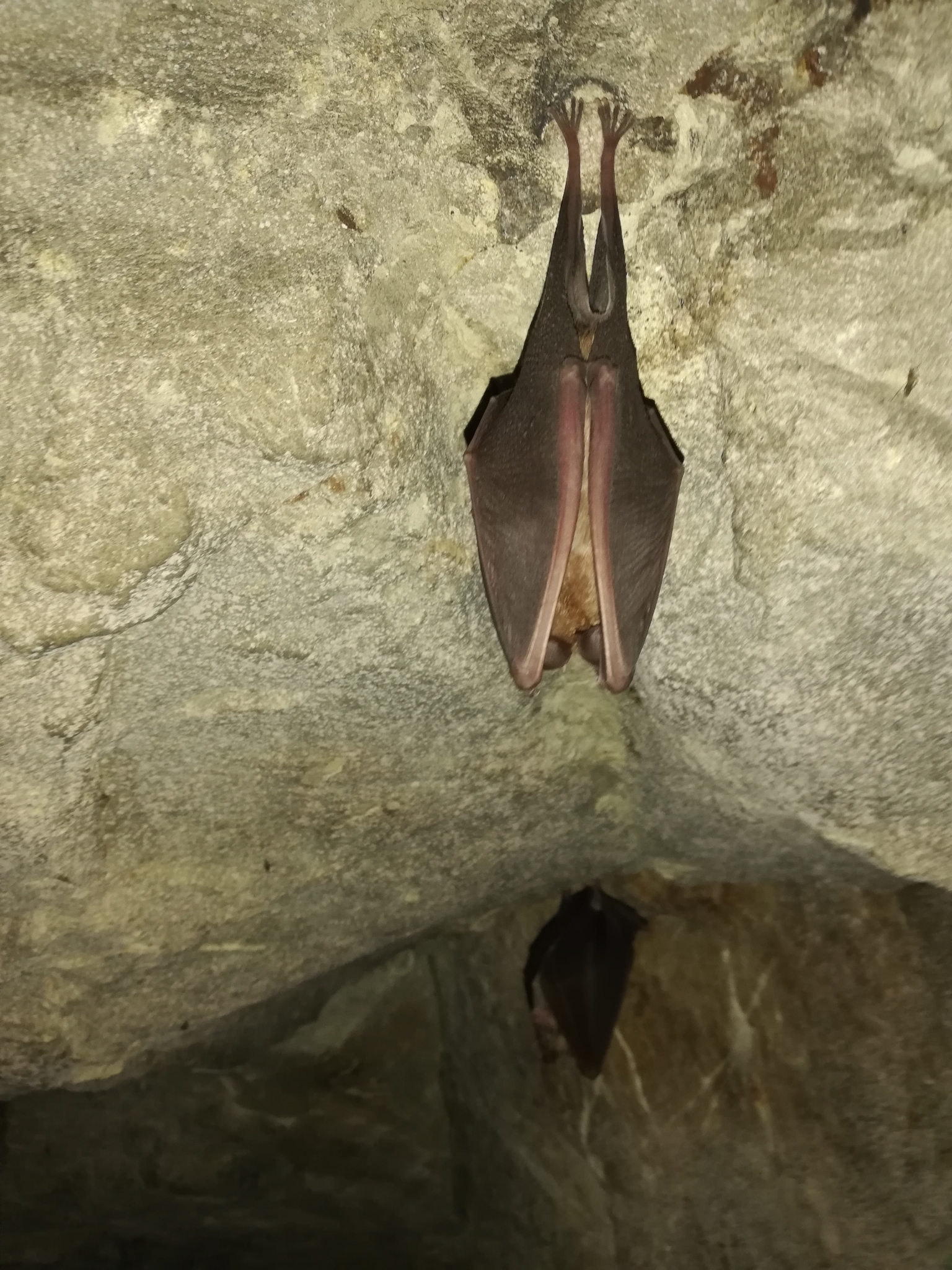 Rhinolophus ferrumequinum (Schreber, 1774)