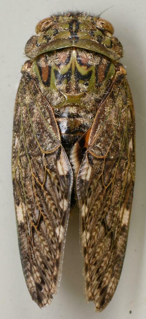 Variable Orangewing Cicada from Ehlanzeni District Municipality, South ...