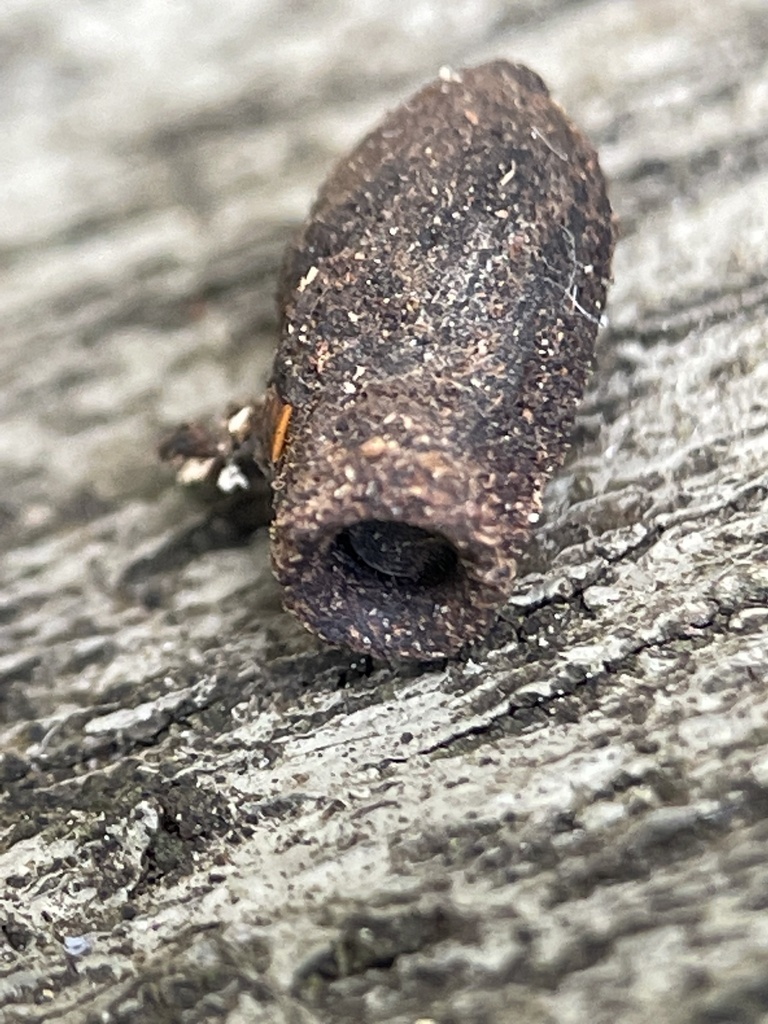 Case-bearing Leaf Beetles from Boundary Tk E, Frankston South, VIC, AU ...