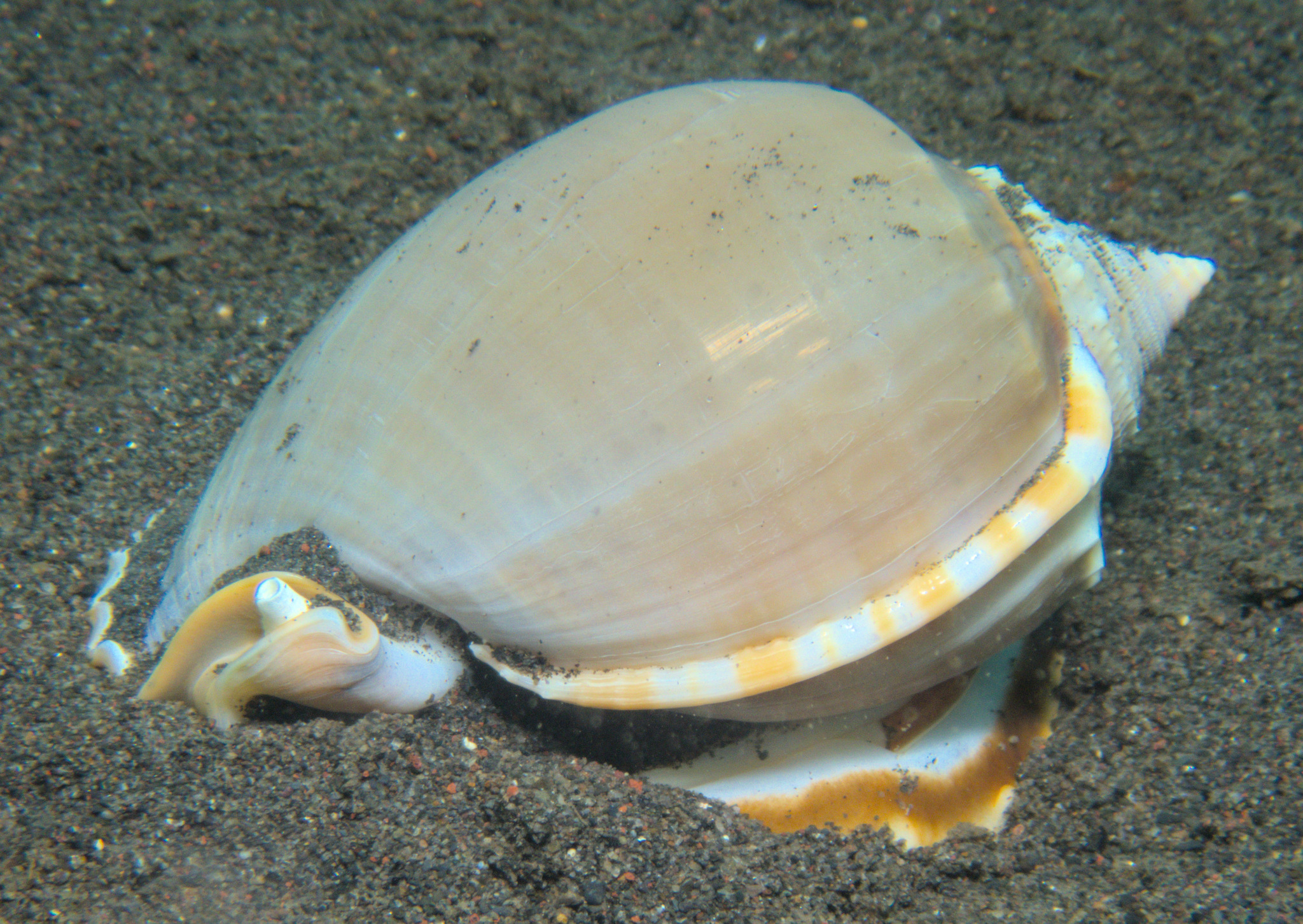 Phalium glaucum (Linnaeus, 1758)