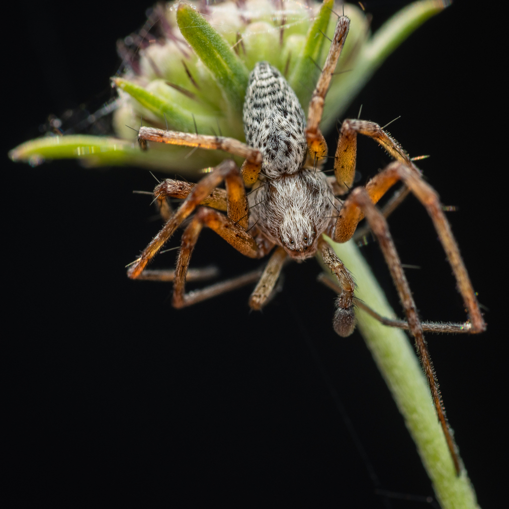 Philodromus aureolus from 30260 Cannes-et-Clairan, France on June 05 ...