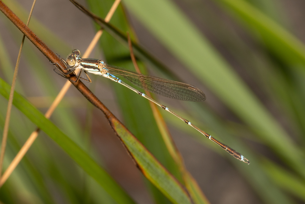 Slender Ringtail from Mount Norman Road on January 22, 2023 at 01:55 PM ...