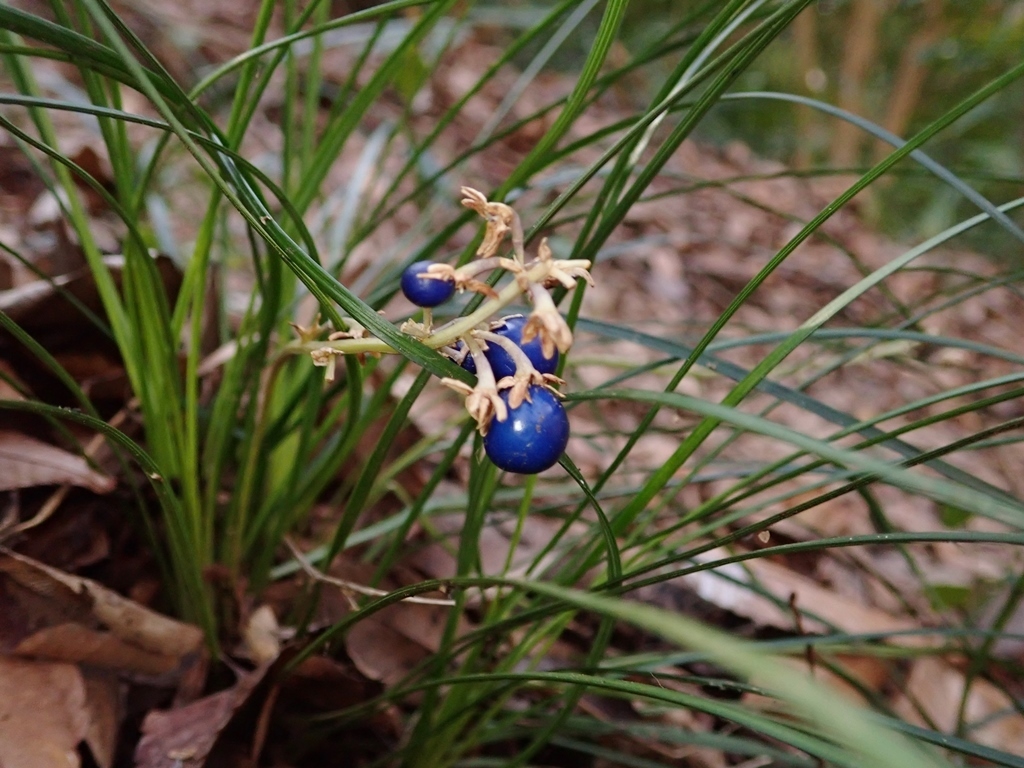 Dwarf Lily-turf from 日本、〒249-0005 神奈川県逗子市桜山 on February 4, 2023 at 01: ...