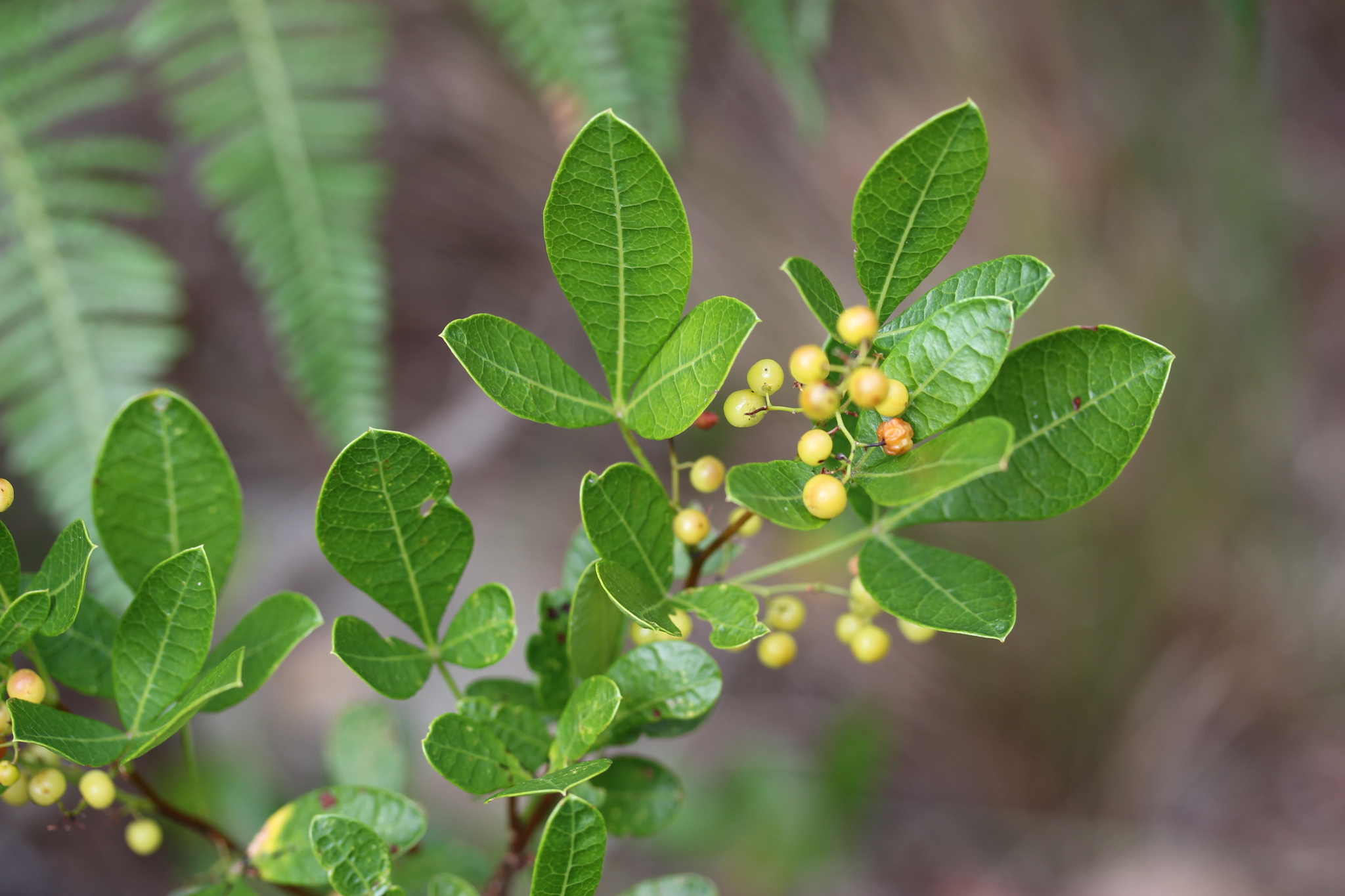 Searsia laevigata (L.) F.A.Barkley