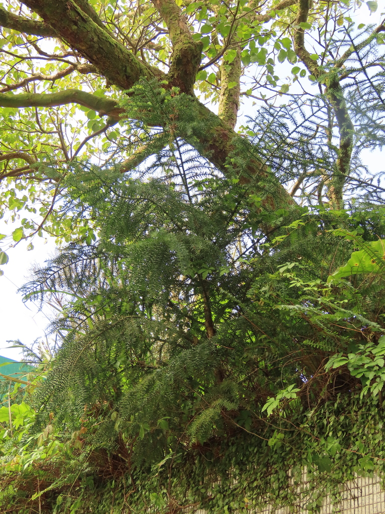 Hoop pine from 112台灣台北市北投區湖山里 on February 3, 2023 at 01:23 PM by ...