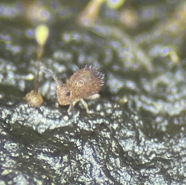 Ptenothrix C.Börner, 1906