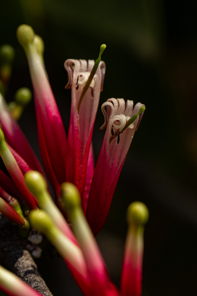 Tapinanthus globiferus (A.Rich.) Tiegh.