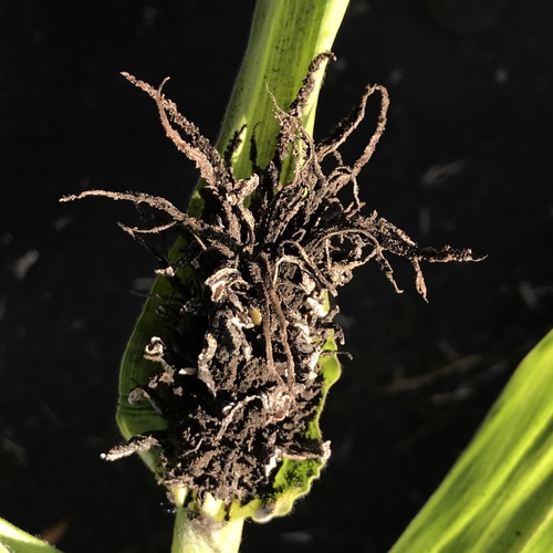 Agalla de maíz (Sphacelotheca reiliana)