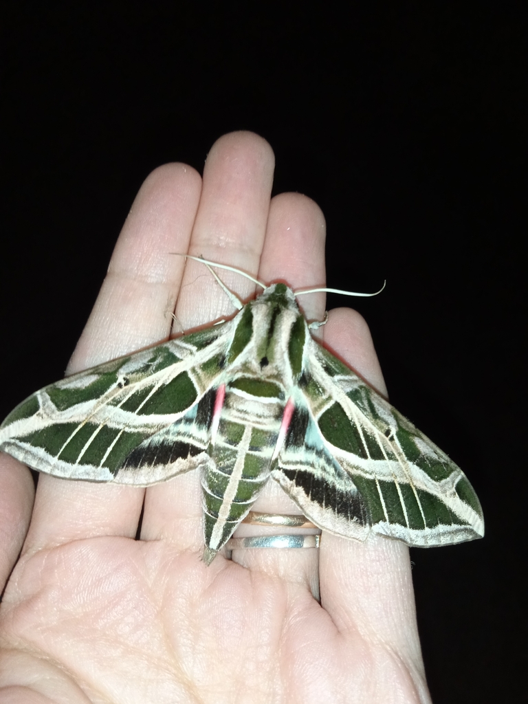 Vine Sphinx from 27202 Departamento de Rocha, Uruguay on February 03 ...
