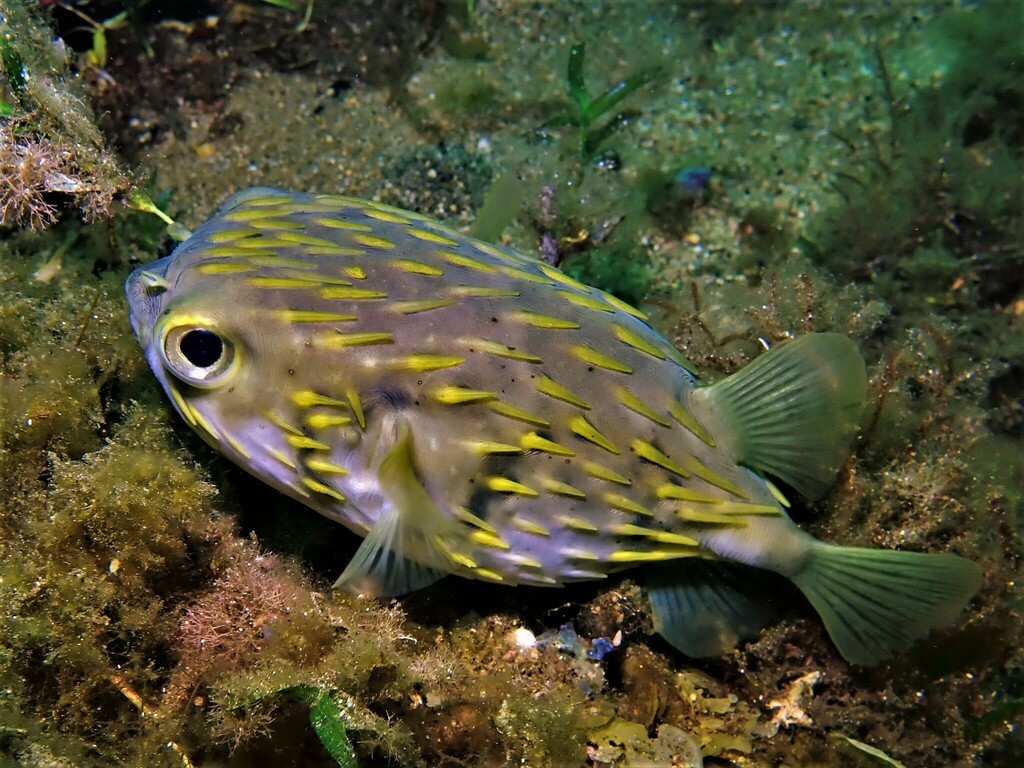 Globefish (Diodon nicthemerus) - Marine Life Identification