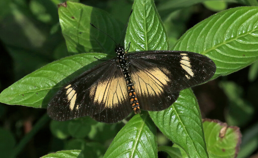 Acraea esebria (Moths and Butterflies of the Mfolozi River catchment ...
