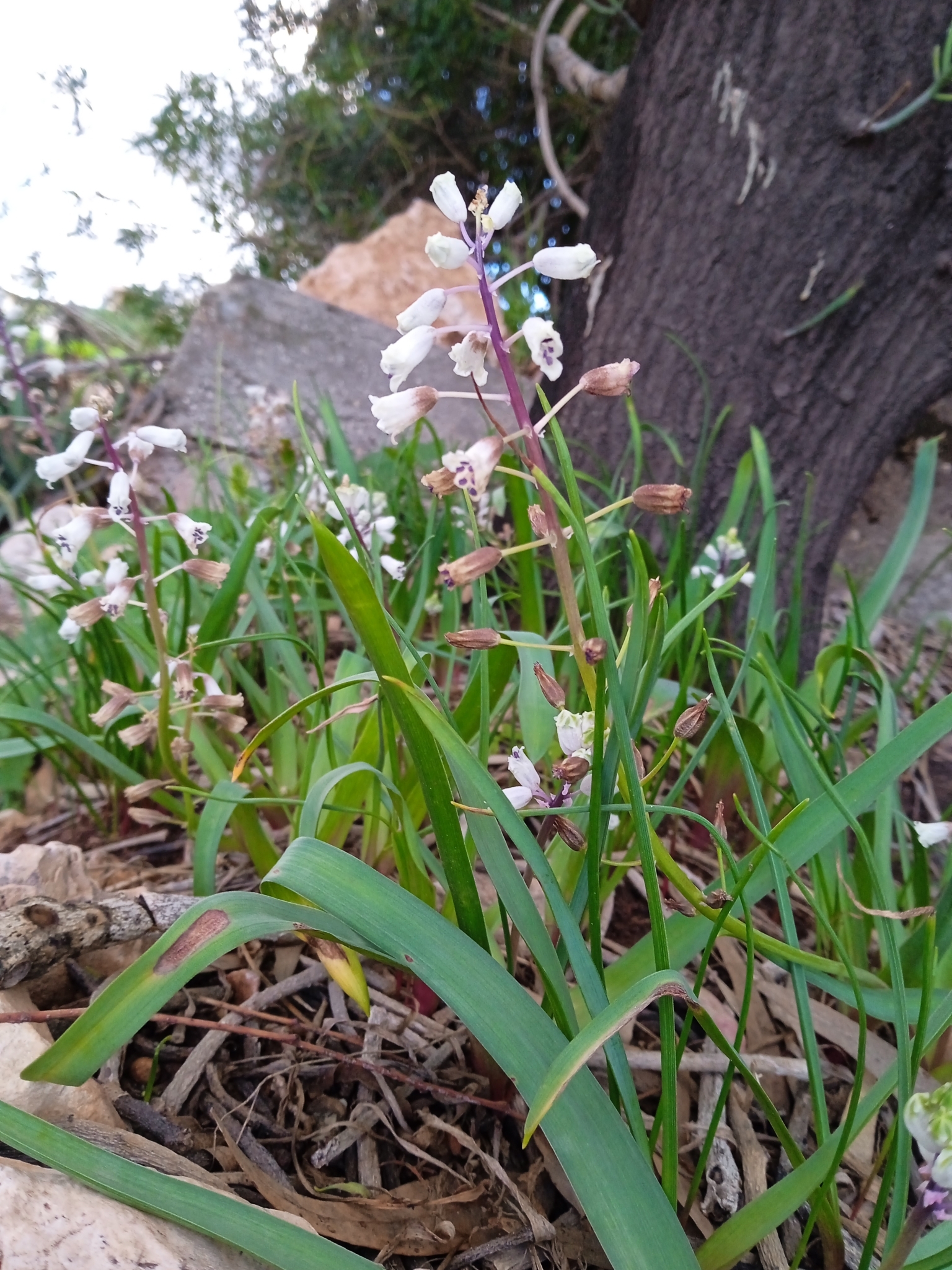 Bellevalia flexuosa Boiss.