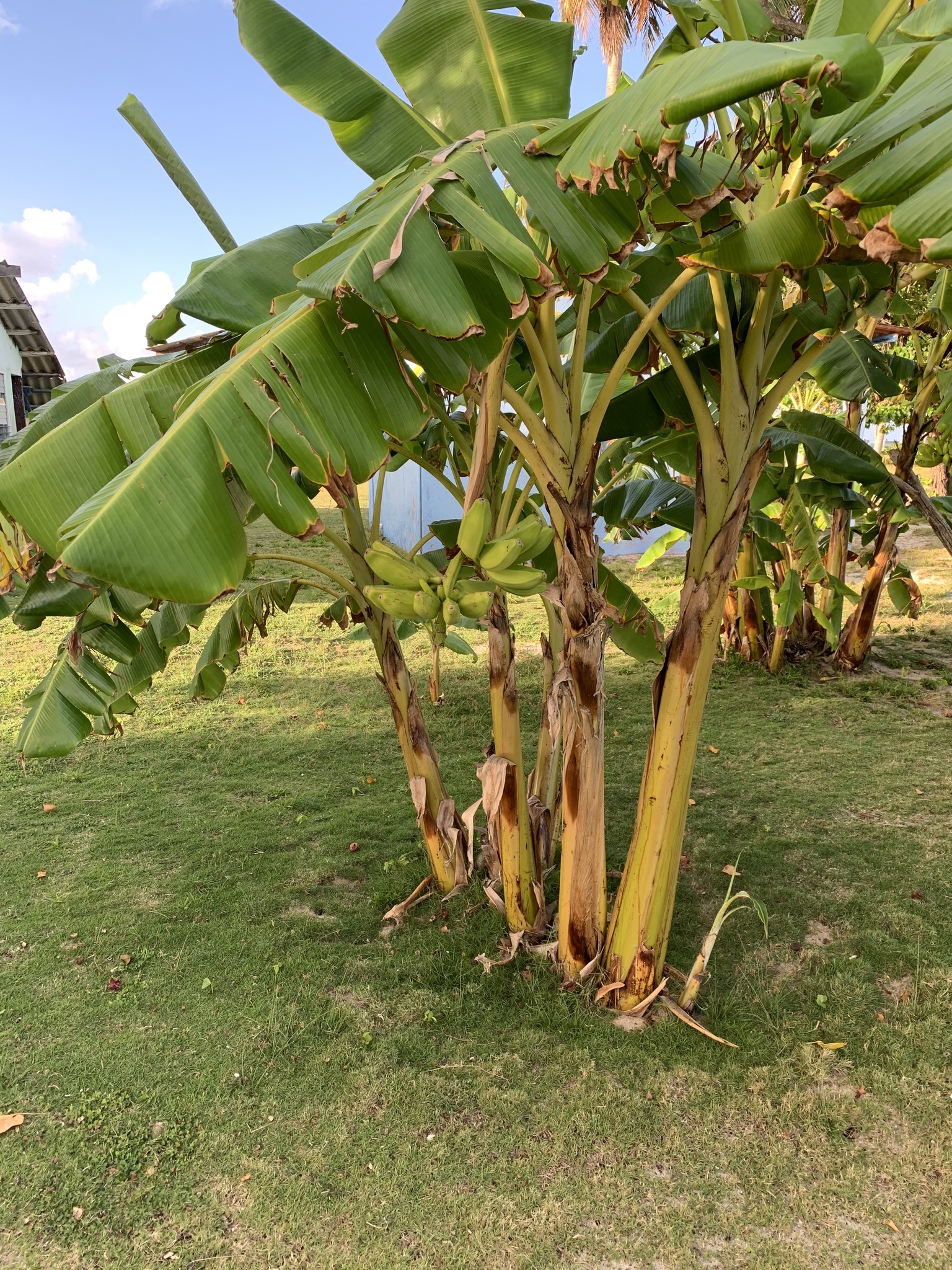 Musa ×paradisiaca L.
