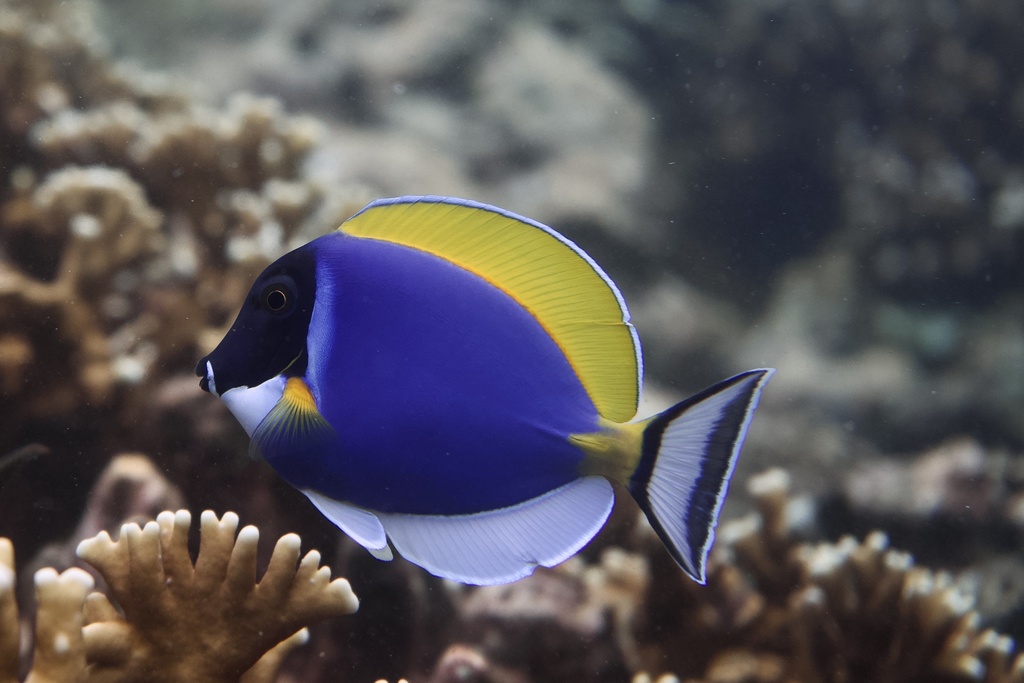 Surgeonfishes, Tangs, and Unicornfishes (Acanthuridae) - Marine Life ...