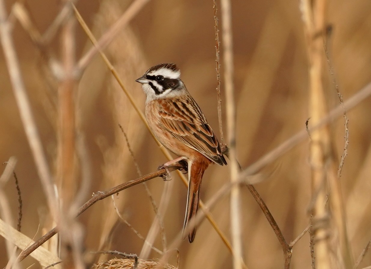 Emberiza cioides von J.F.Brandt, 1843