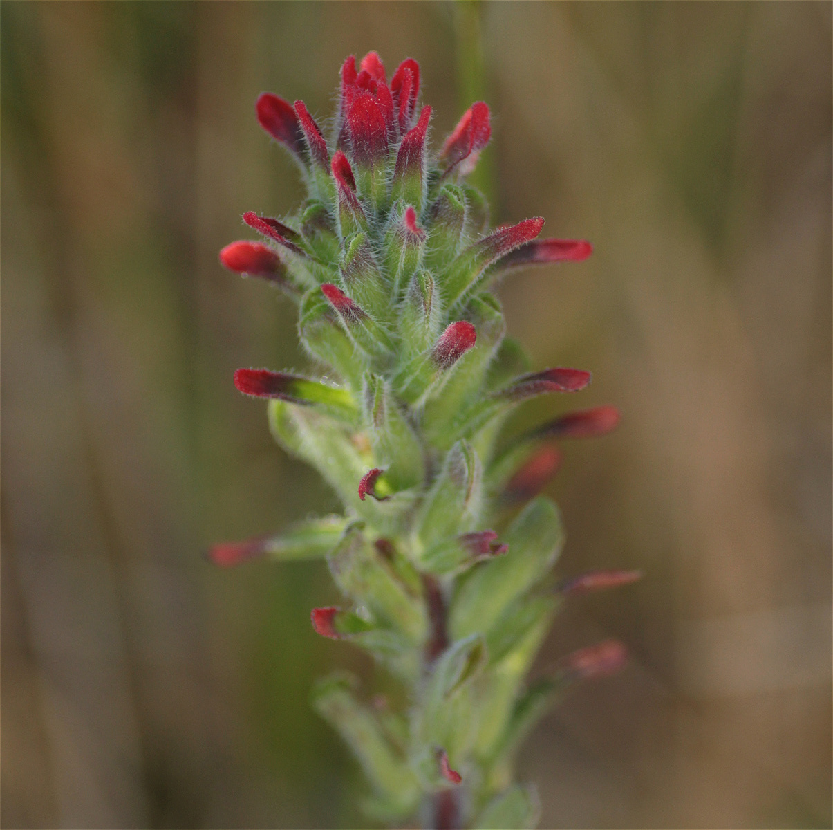Castilleja arvensis Cham. & Schltdl.