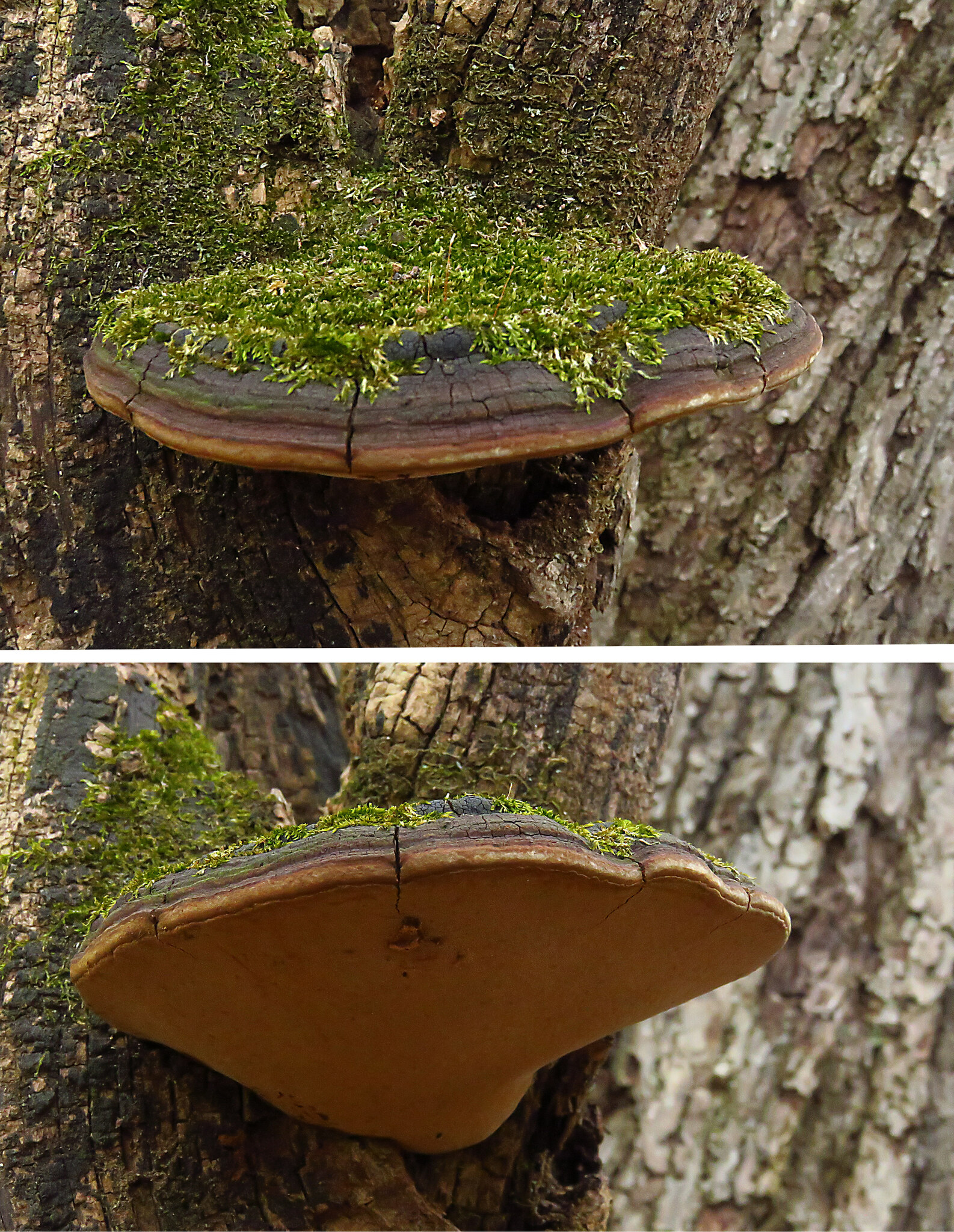 Phellinus robiniae (Murrill) A.Ames