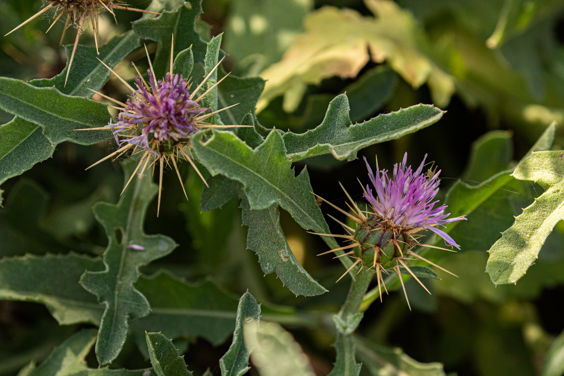 Centaurea perrottettii DC.