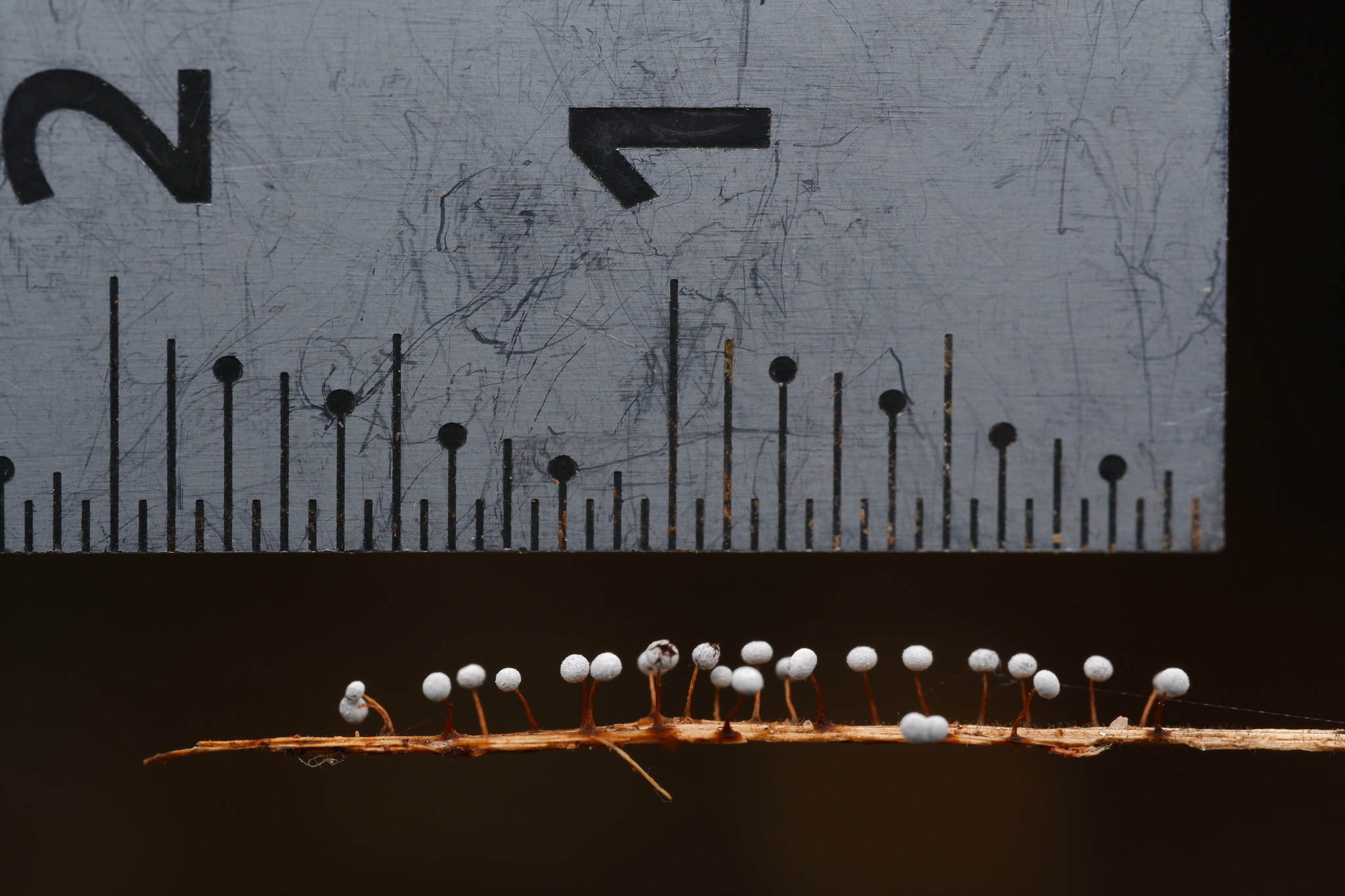 Didymium bahiense Gottsb., 1968