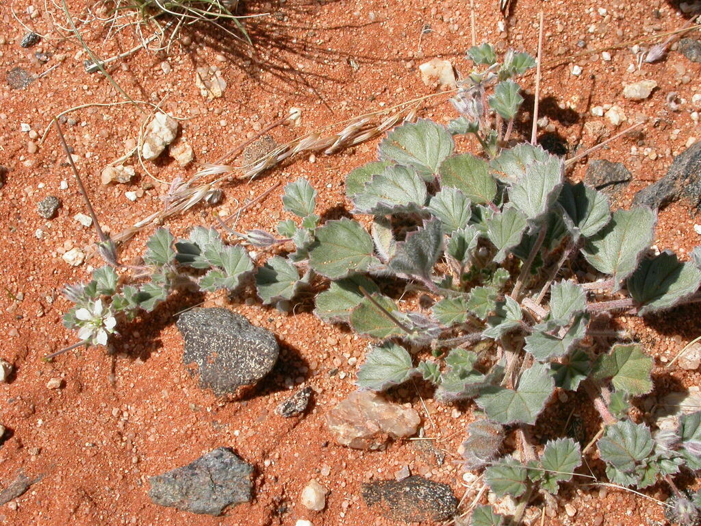 Monsonia deserticola from Klein Aus Vista, Namibia on April 10, 2005 at ...