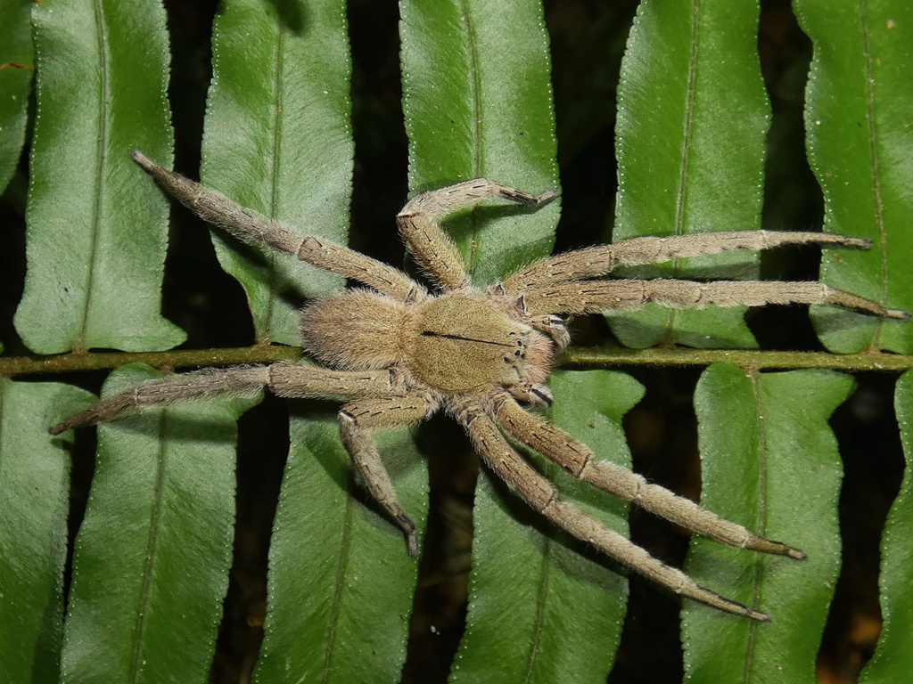Phoneutria depilata from Panamá Province, Panama on February 3, 2023 at 09:17 PM by Kai Squires ...