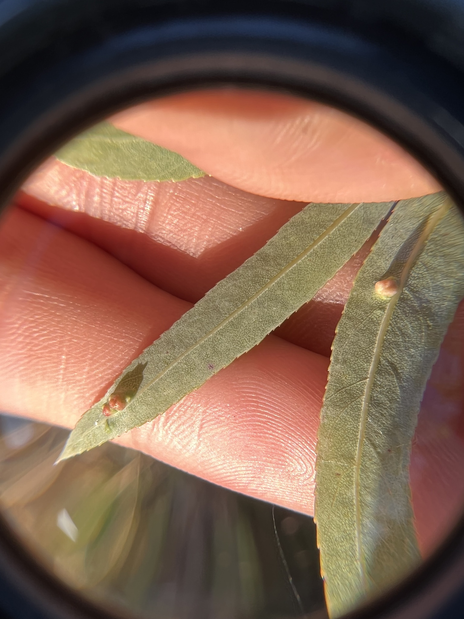 Aculus tetanothrix (Nalepa, 1889)