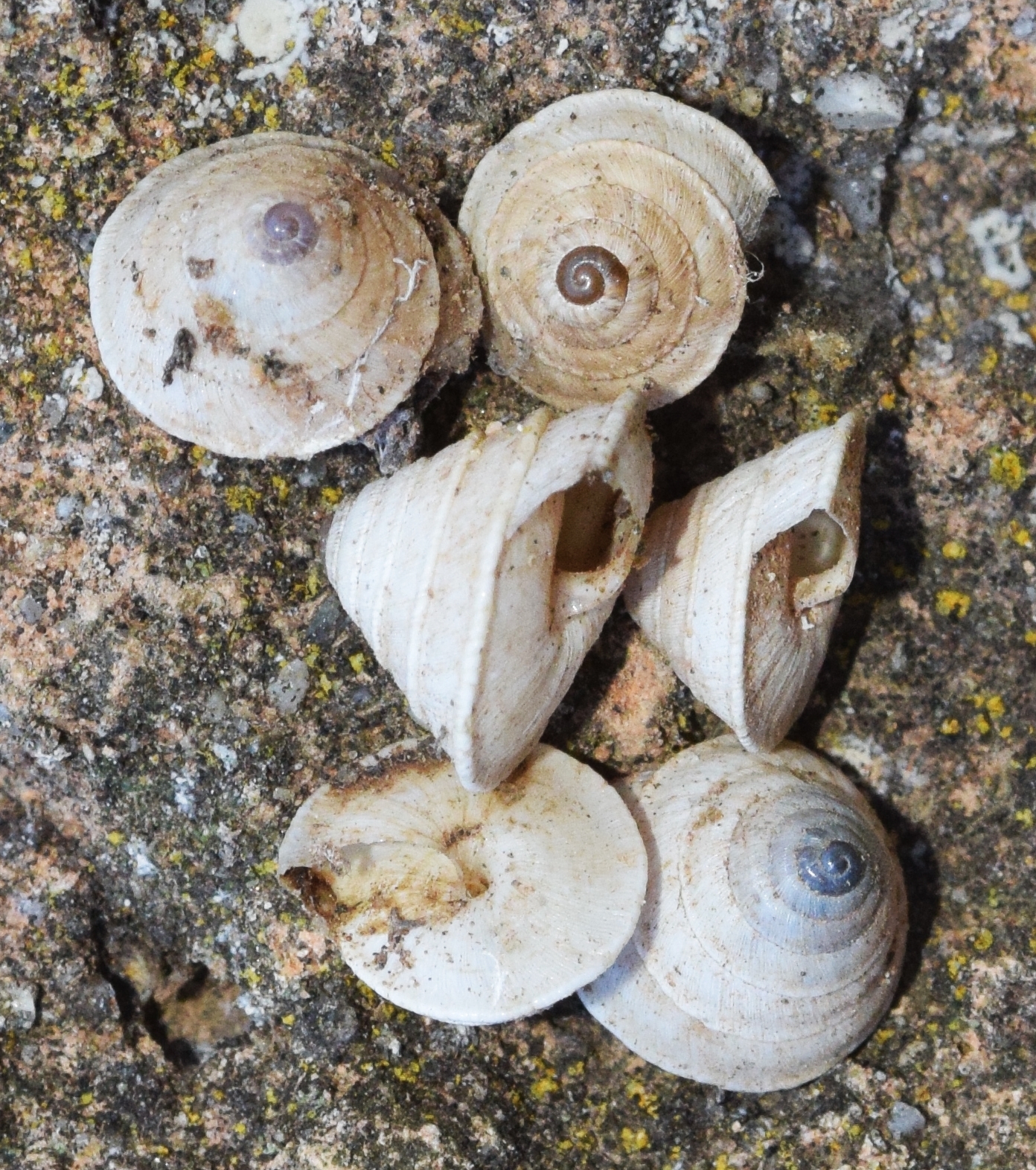 Trochoidea elegans (Gmelin, 1791)