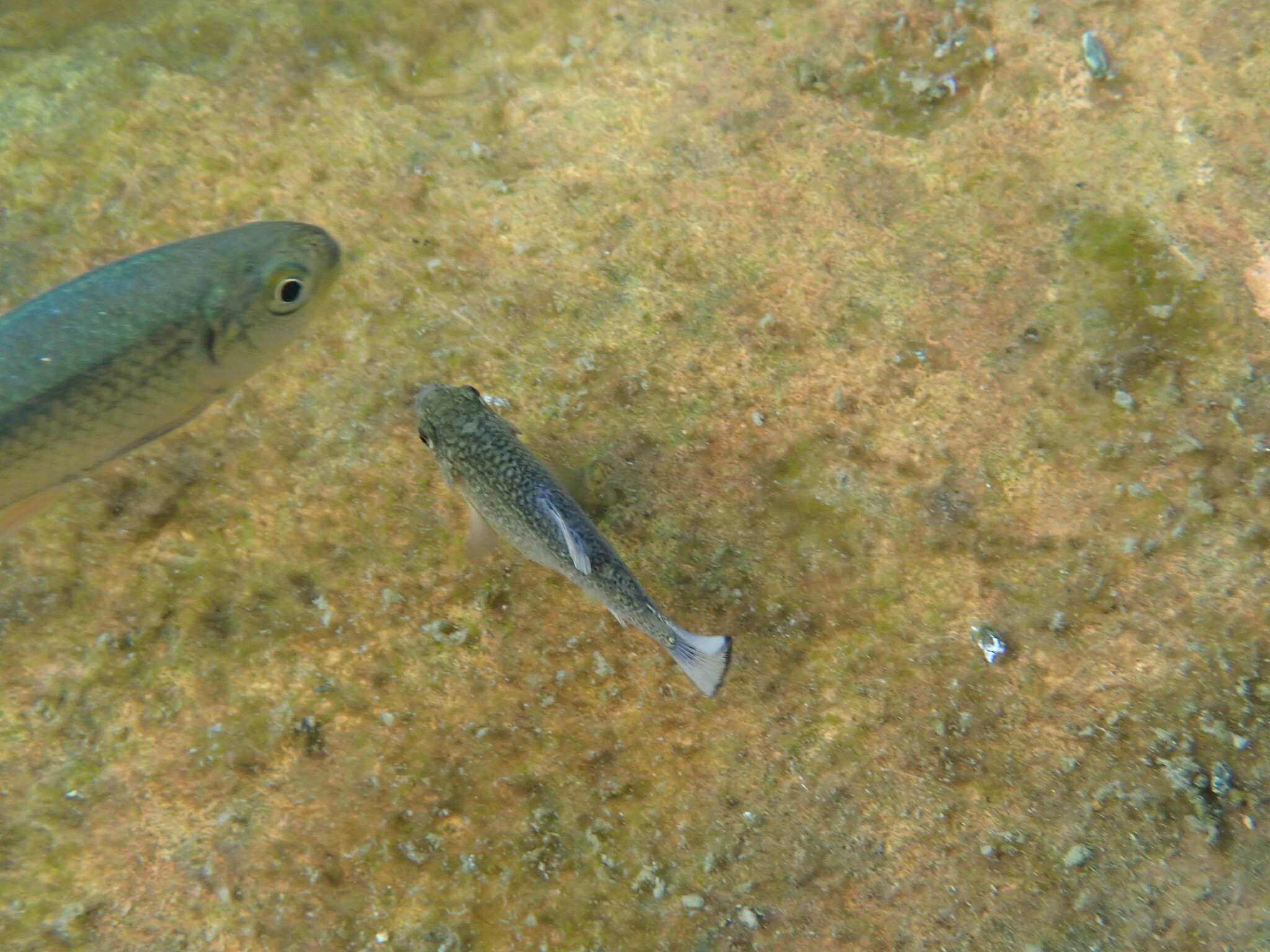 Cyprinodon elegans Baird & Girard, 1853