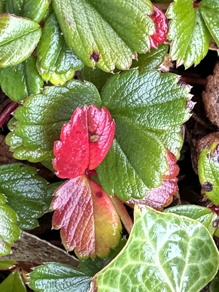 beach strawberry (Fragaria chiloensis) - Botanical Realm