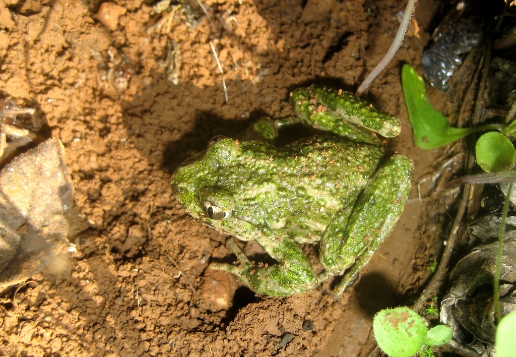 Common Parsley Frog from Campus du CEFE-CNRS, Terrain d'expérience ...