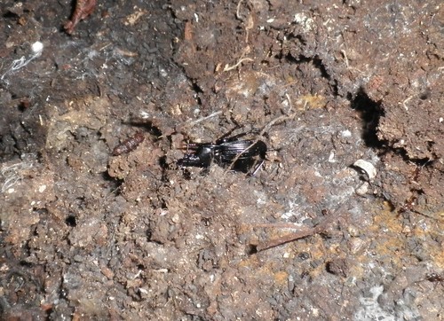 Subspecies Abax parallelepipedus euganensis · iNaturalist