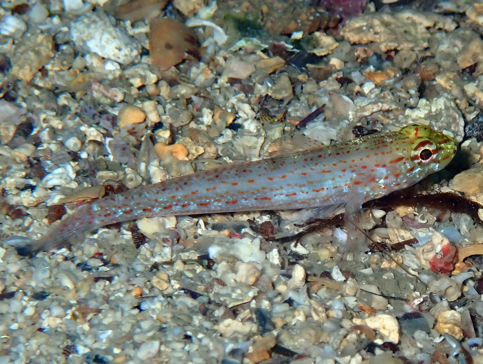 Gobius Linnaeus, 1758