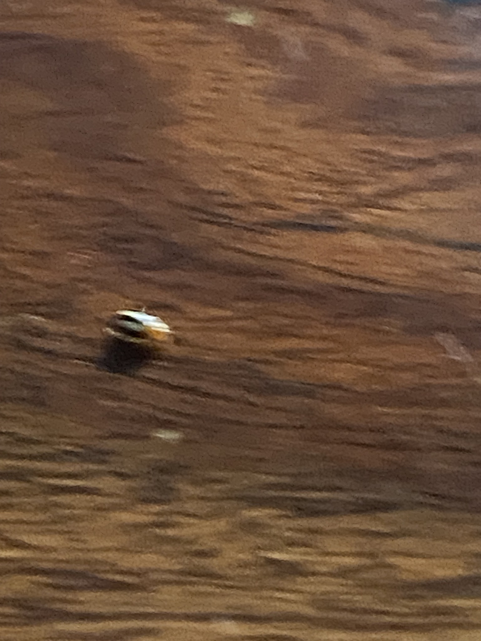 Brumoides E.A.Chapin, 1965