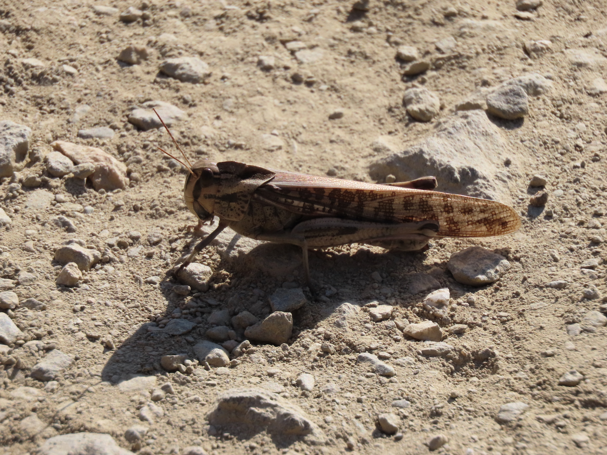 Locusta migratoria (Linnaeus, 1758)