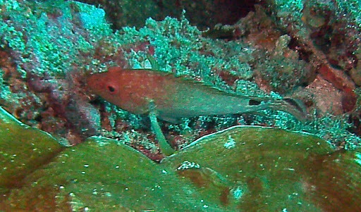 Cephalopholis leopardus (Lacepède, 1801)