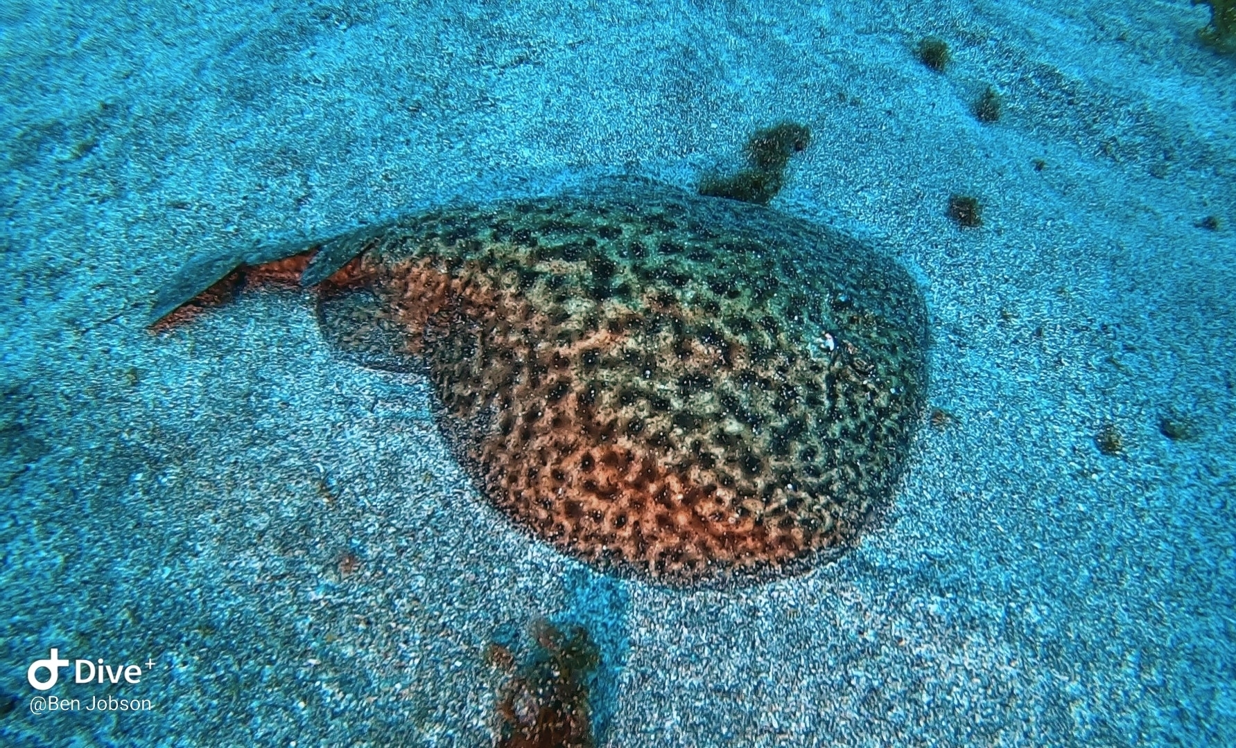 Torpediniformes