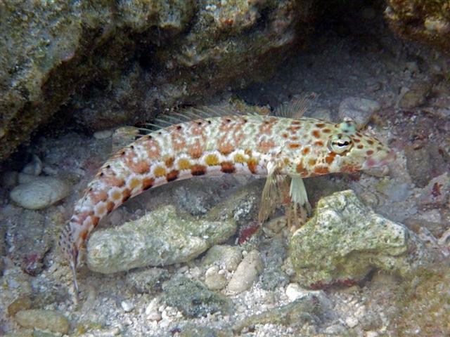 Thousand-spot Grubfish (Parapercis millepunctata) - Marine Life ...