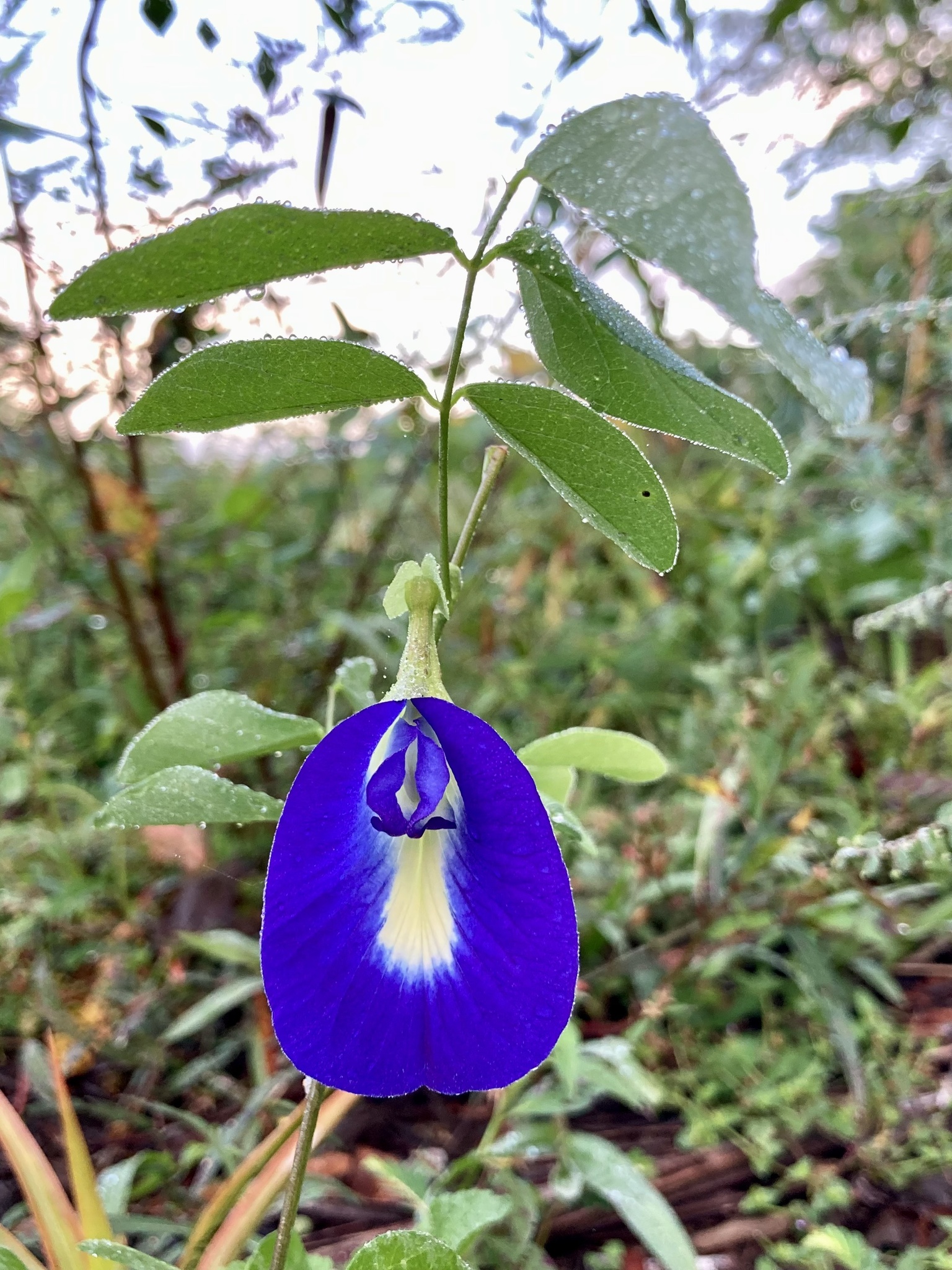 Clitoria L.
