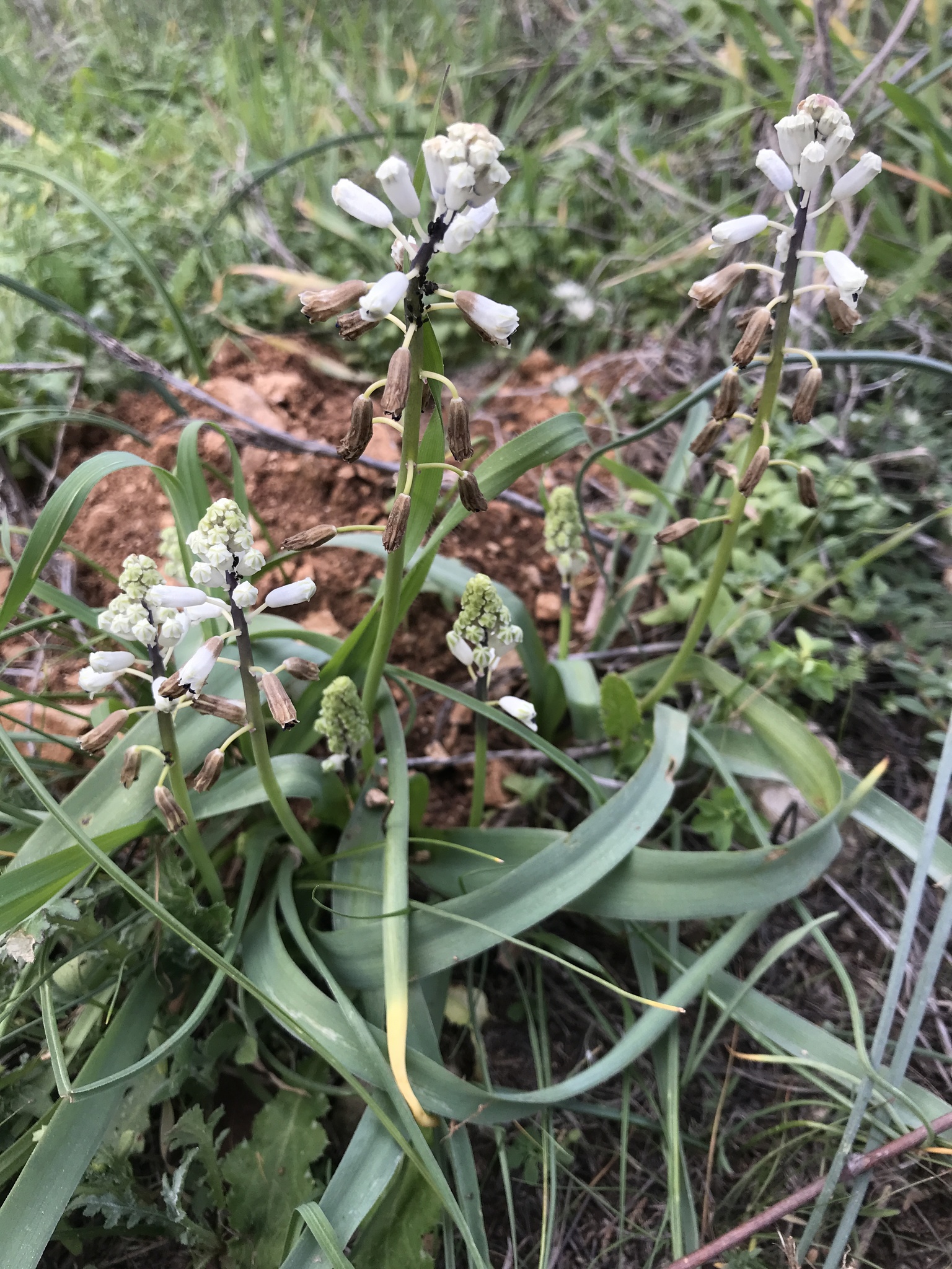 Bellevalia flexuosa Boiss.