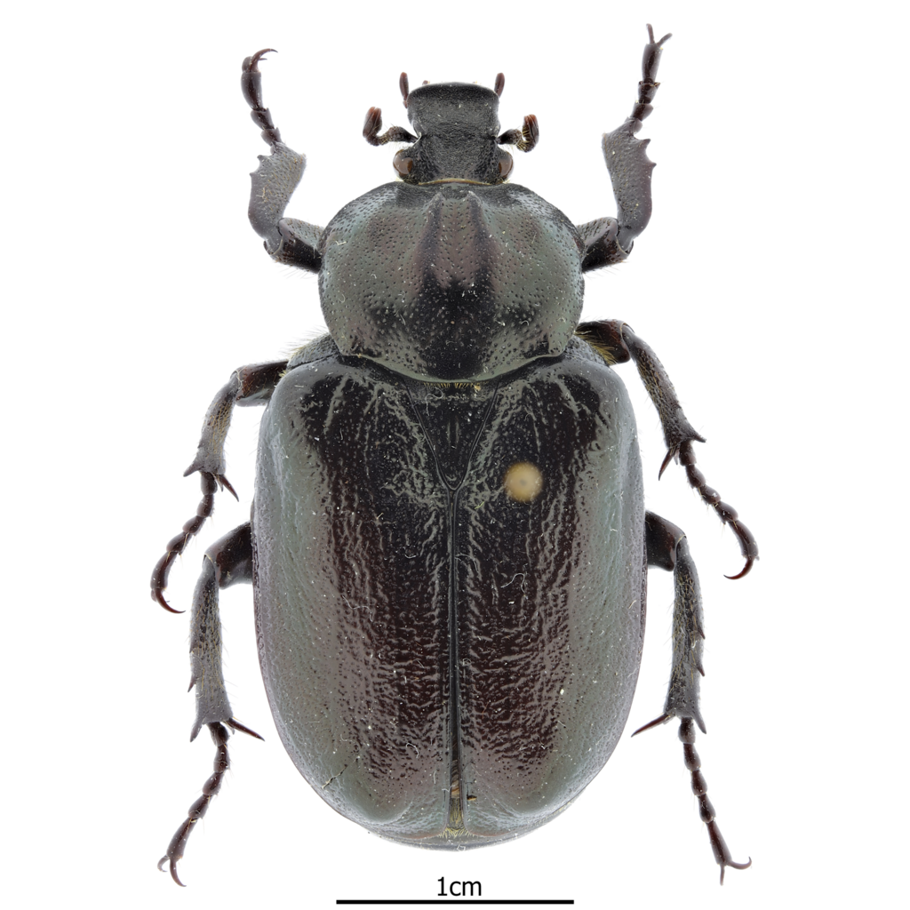 Hermit beetle from Herrenhäuser Allee, 30167 Hannover, Deutschland on ...