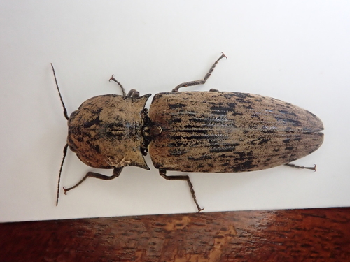 Cryptalaus nesiotes · iNaturalist