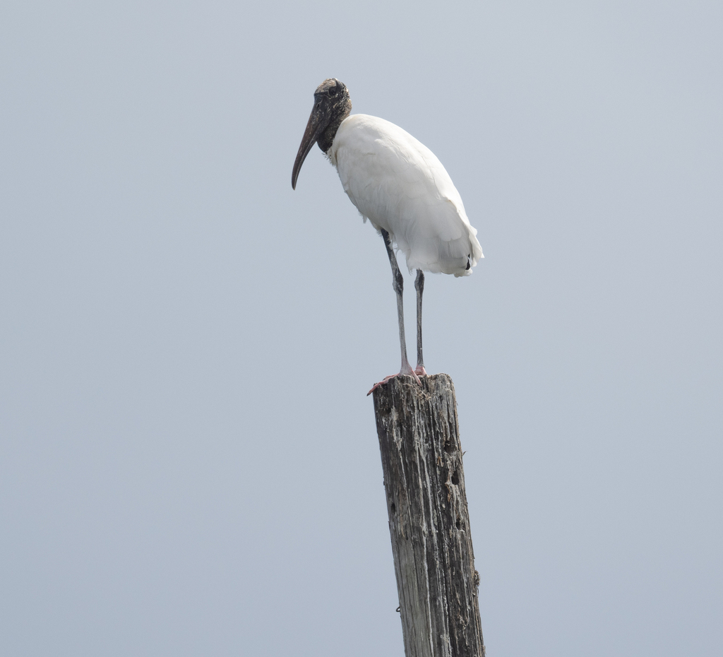 Wood Stork from Palm Beach County, FL, USA on February 01, 2023 at 01: ...