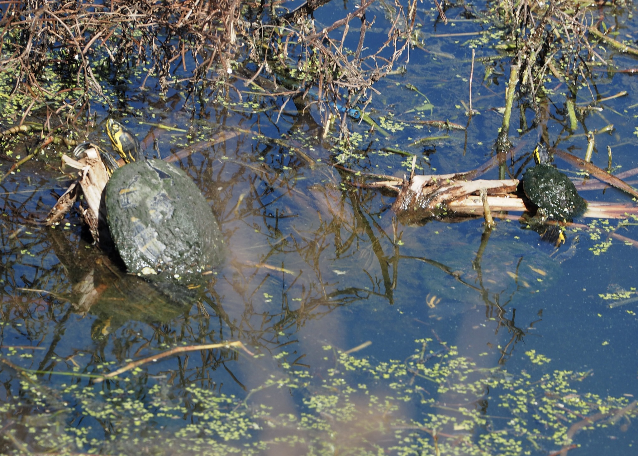 Trachemys scripta scripta