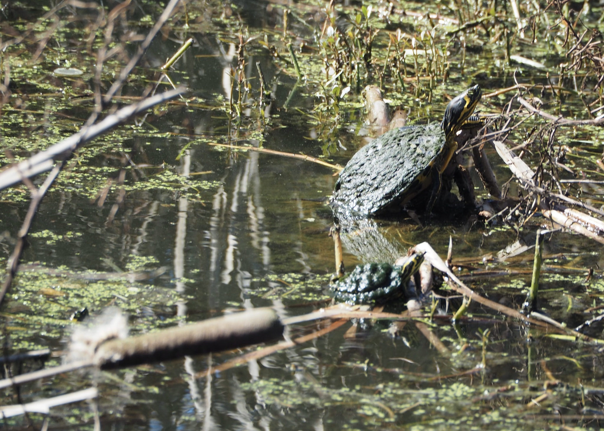 Trachemys scripta scripta