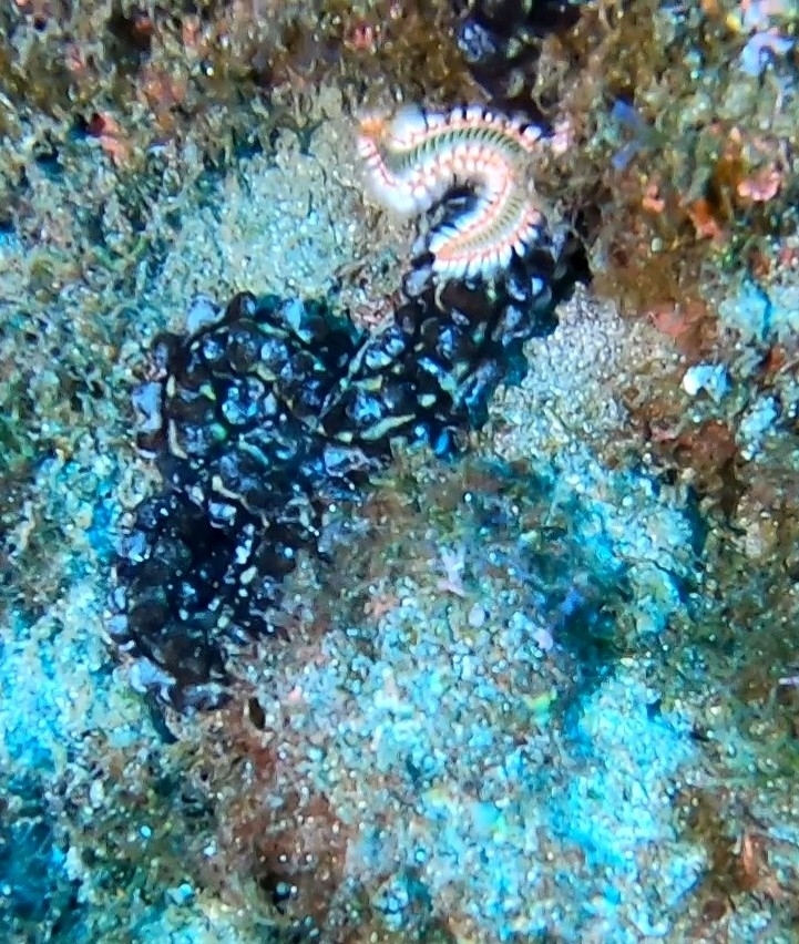Euapta lappa (J.Müller, 1850)