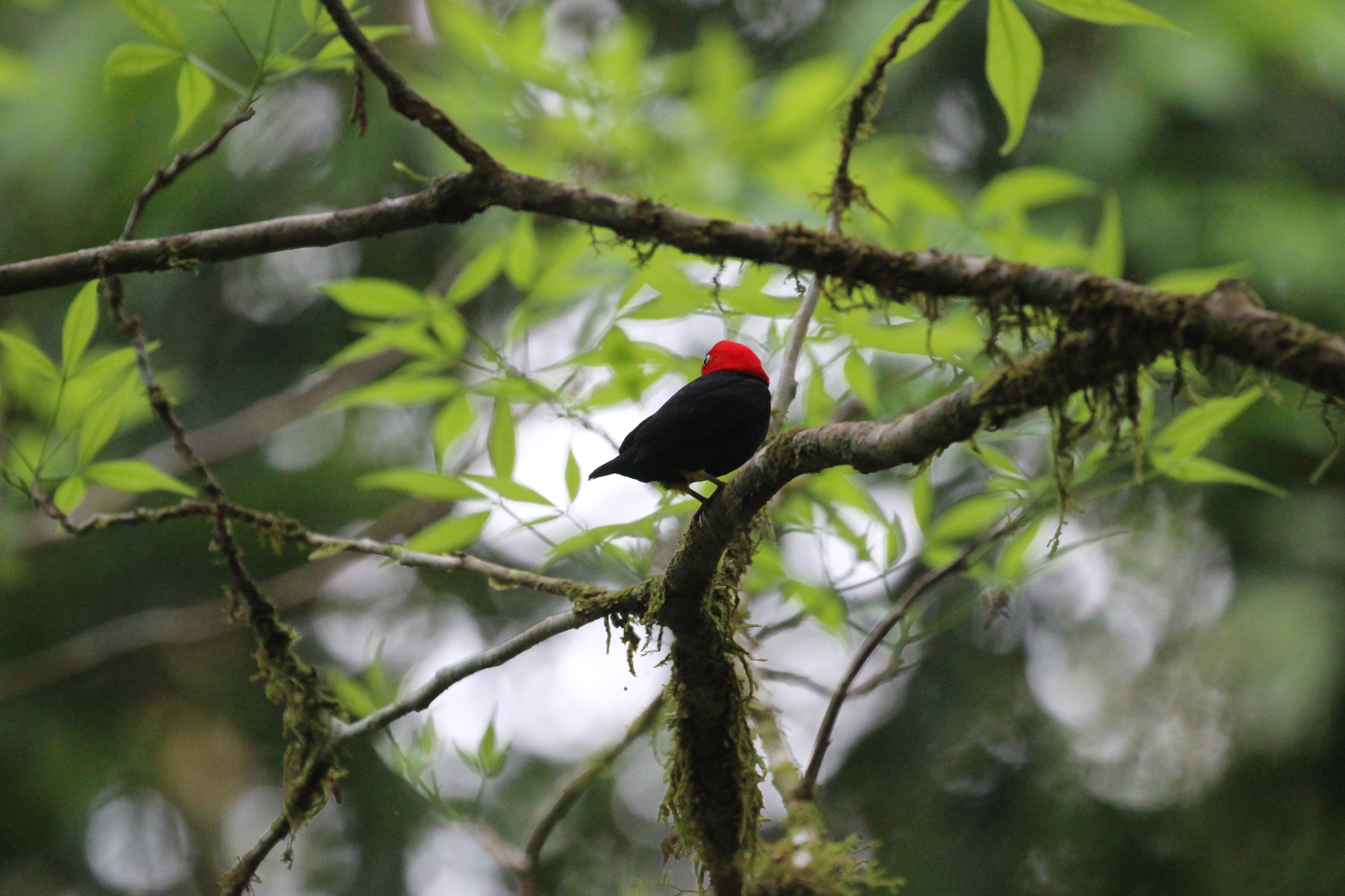 Pipra Linnaeus, 1764