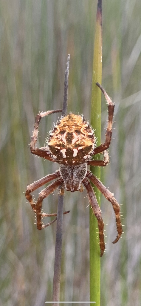 Broun's marbled orb-weaver in February 2023 by Jack Warden · iNaturalist