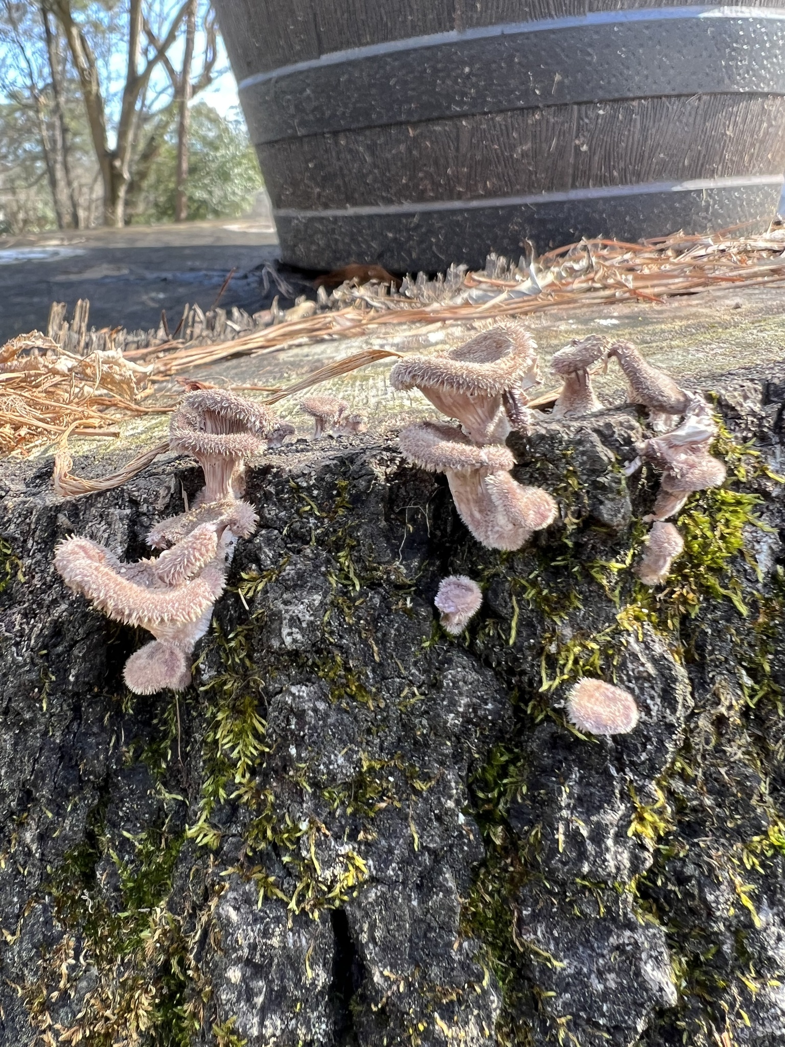 Panus neostrigosus Drechsler-Santos & Wartchow